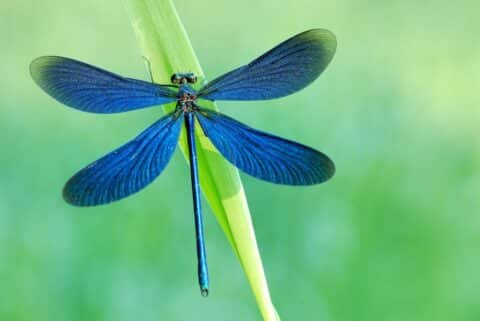 La libellule comme animal totem | Symbole et signification